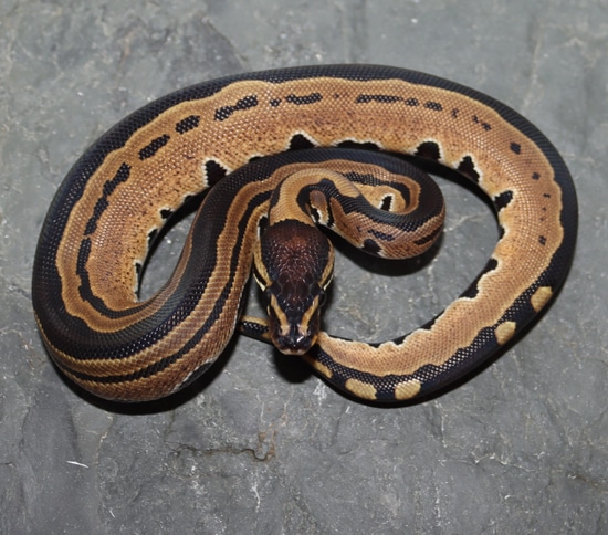 Tri Stripe Ball Python by Molecular Reptile