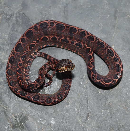 Halloween ATB Amazon Tree Boa by Molecular Reptile