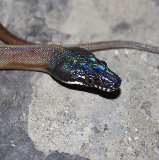 Northern WLP White-Lipped Python by Molecular Reptile