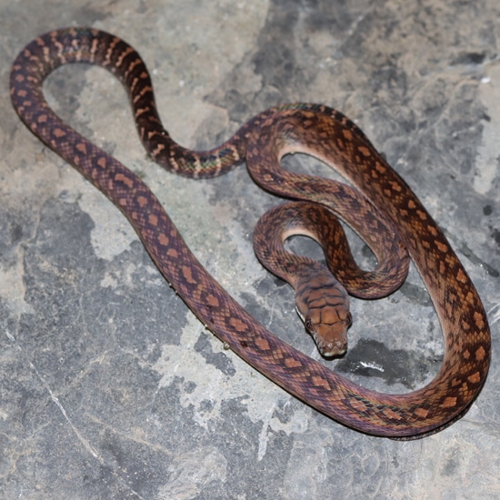 Tanahmera Southern Scrub Scrub Python by Molecular Reptile