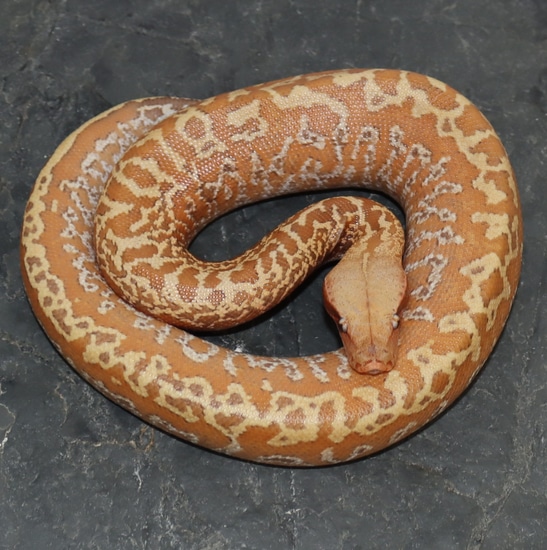 Albino Batik Blood Python by Molecular Reptile