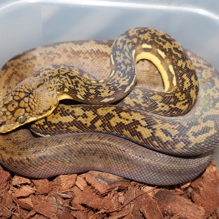 Molecular Reptile - MorphMarket