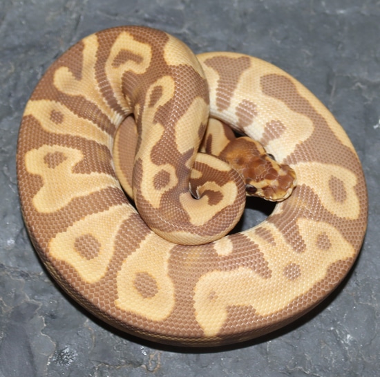 Leopard Ultramel Ball Python by Molecular Reptile