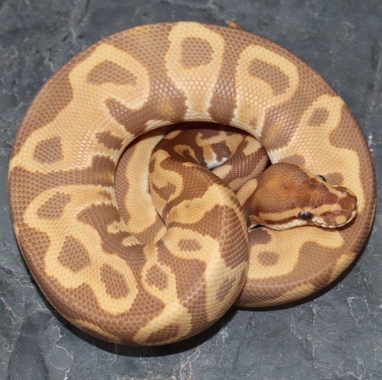 Leopard Ultramel Ball Python by Molecular Reptile