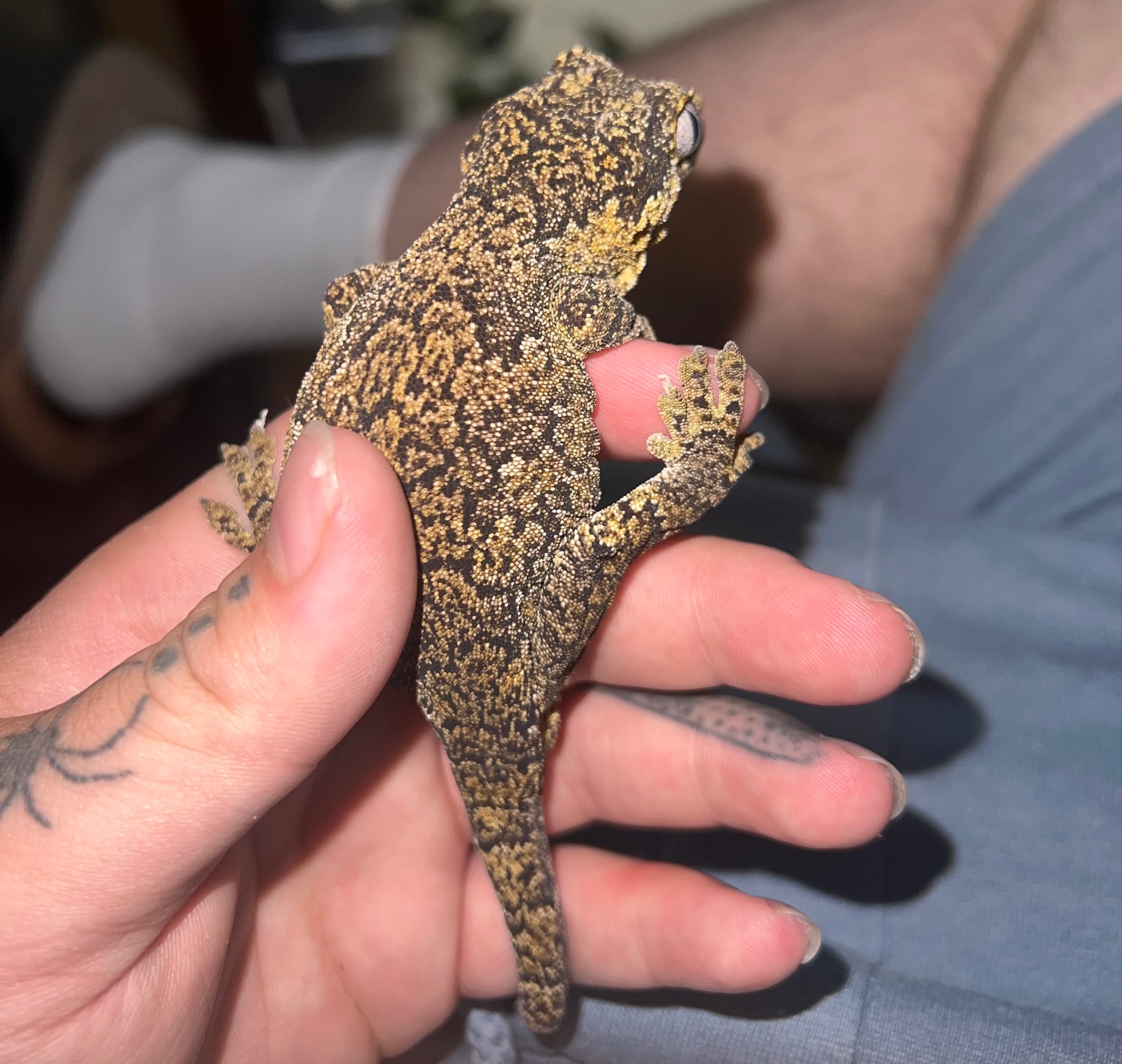 Proven Breeder Yellow Reticulated Gargoyle Gecko by Doug's Reptiles ...