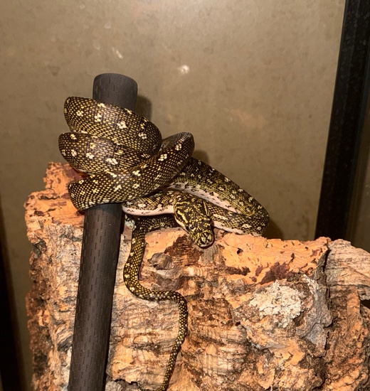 2022 Male Pure Diamond Diamond Carpet Python by Doug's Reptiles LLC