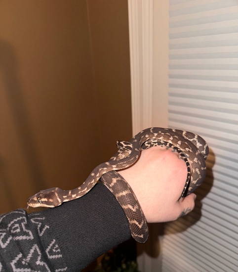 2022 Male Rough Scaled Python Rough-Scaled Python by Doug's Reptiles LLC