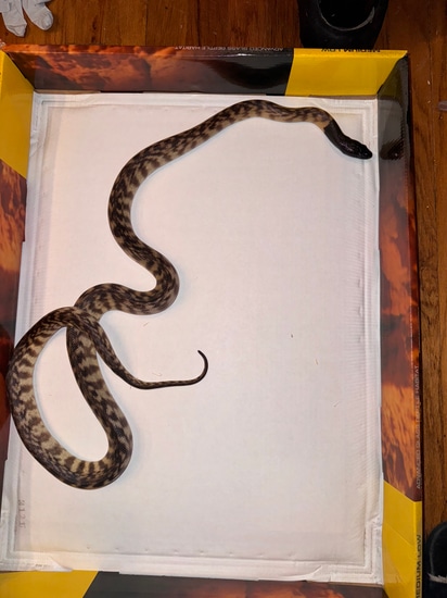 2021 Female Black Headed Python Black-Headed Python by Doug's Reptiles LLC