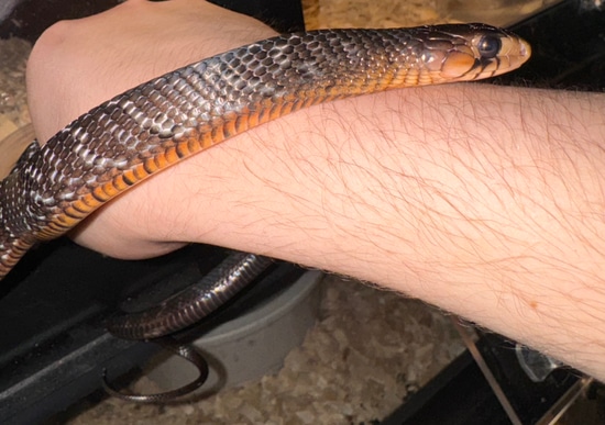 PAIR Red Guerrero Mexican Indigos Cribo & Indigo Snakes by Doug's ...