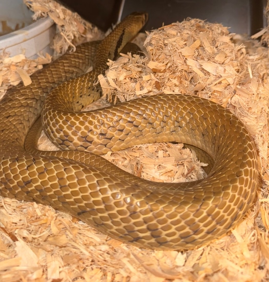 Female Unicolor Cribo Cribo & Indigo Snakes by Doug's Reptiles LLC