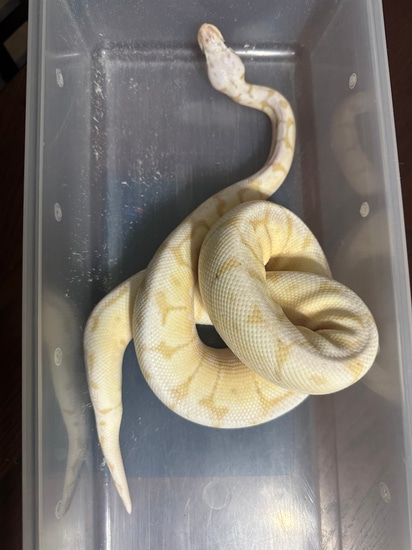 Super Pastel Banana Spider Ball Python by Central Florida Serpents