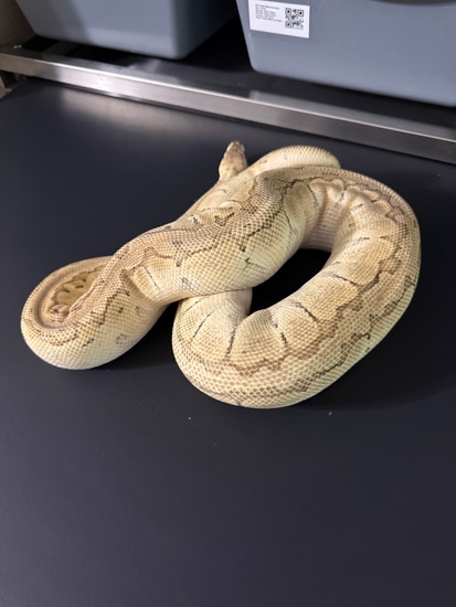 Pastel Lesser Pinstripe Ball Python by Central Florida Serpents
