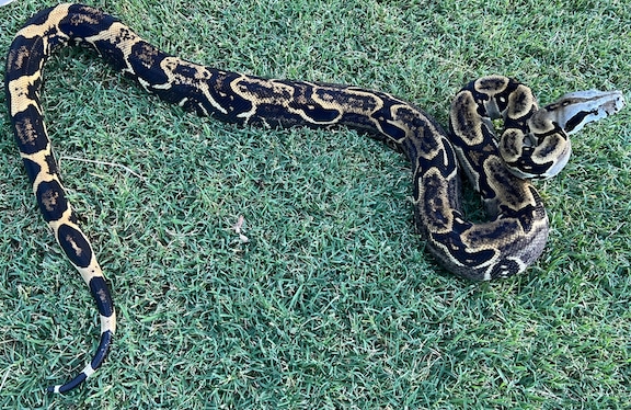 Costa Rican Boa Boa Constrictor by Wild Ryno Inc./ Walter's World Of ...