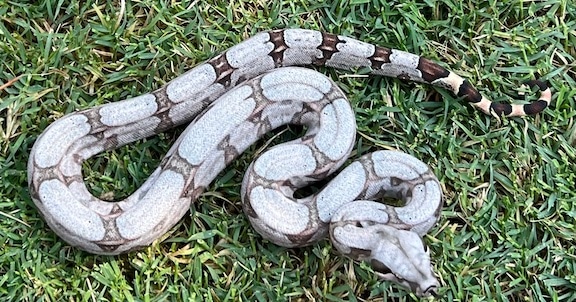 CB22 Bolivian Boa Short-tailed Boa Constrictor by Wild Ryno Inc ...