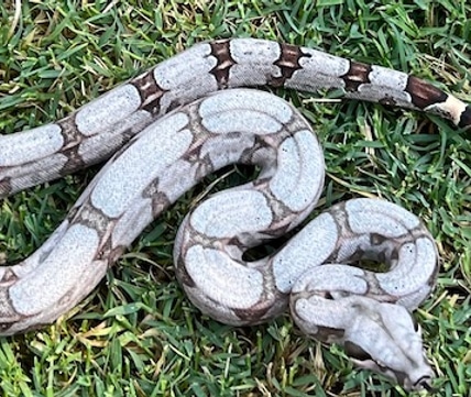 CB22 Bolivian Boa Short-tailed Boa Constrictor by Wild Ryno Inc ...
