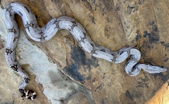 CB22 Bolivian Boa Short-tailed Boa Constrictor by Wild Ryno Inc ...
