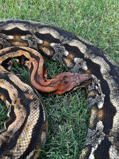 Madagascar Ground Boa Dumeril's Boa by Wild Ryno Inc./ Walter's World ...