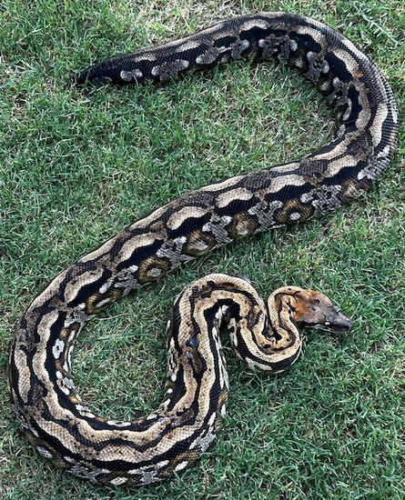 Madagascar Ground Boa Dumeril's Boa by Wild Ryno Inc./ Walter's World ...