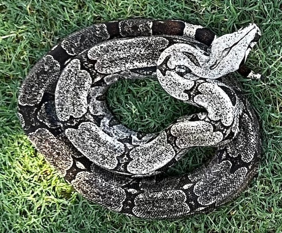 Miller Line Bolivian Silverback Short-Tailed Boa Constrictor by Wild ...
