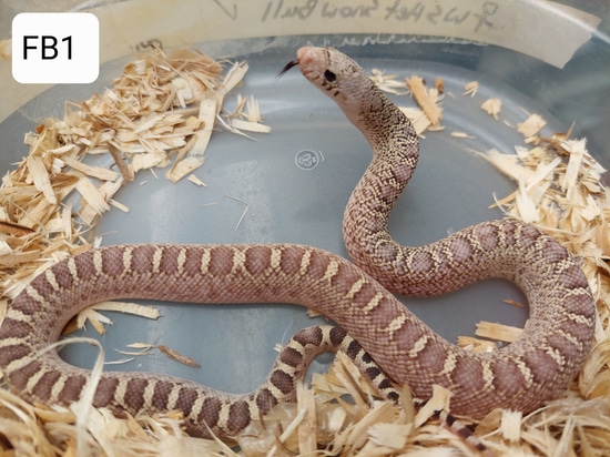 2022 White Sided Het Snow Bullsnake by Ryno's Reptiles and Rodents