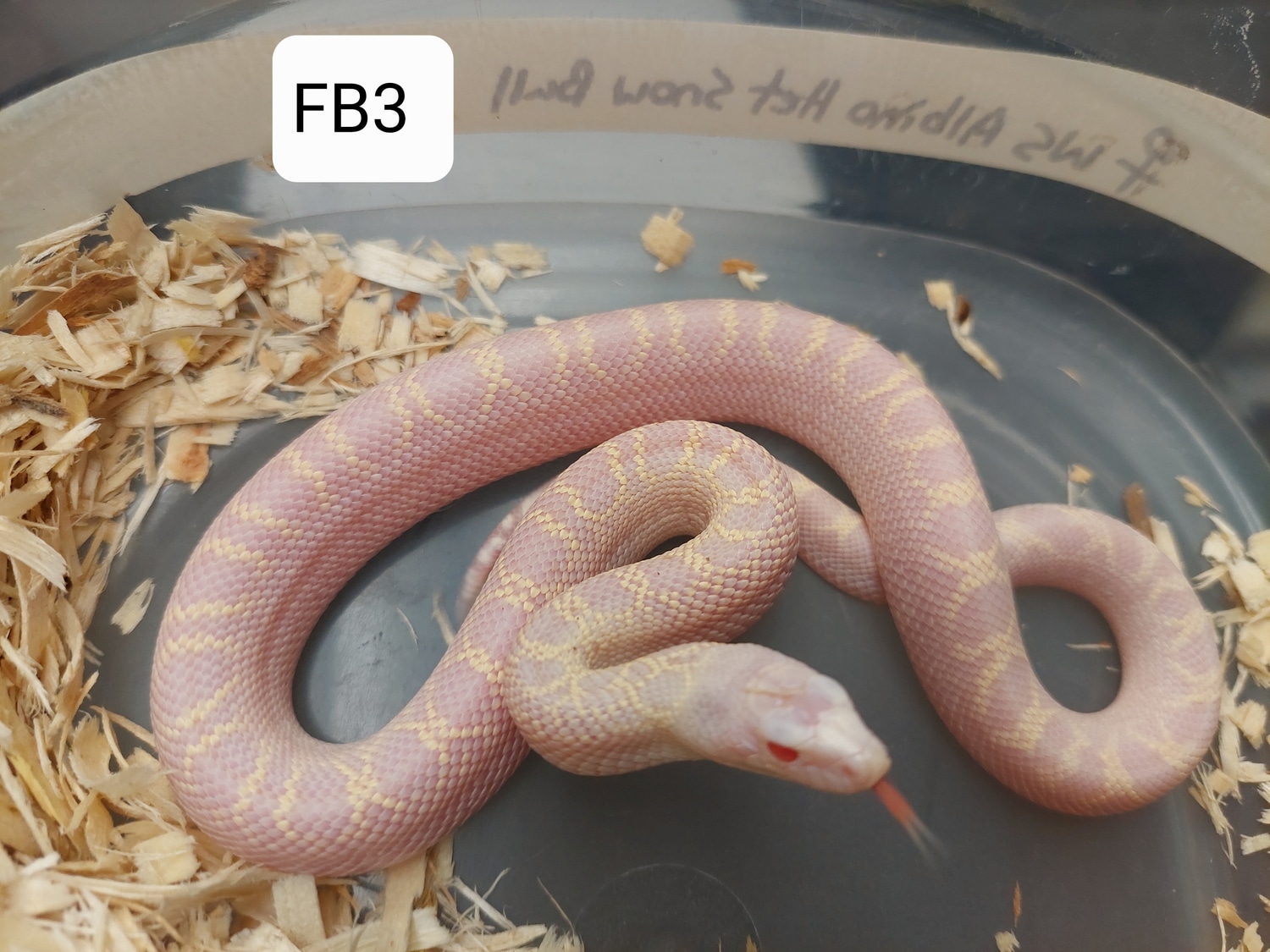 2022 White Sided Snow Bullsnake by Ryno's Reptiles and Rodents ...