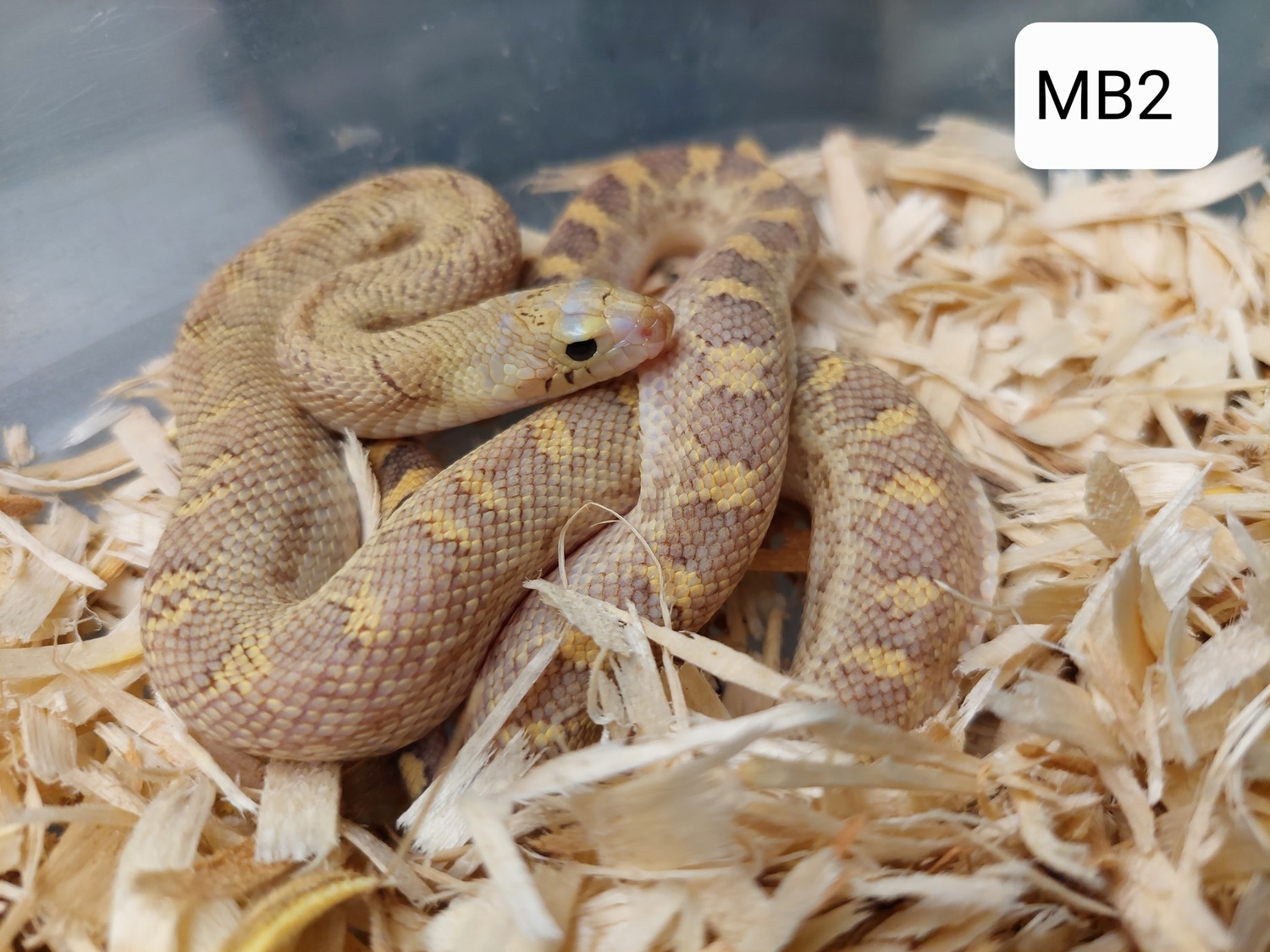 2022 White Sided Het Snow Bullsnake by Ryno's Reptiles and Rodents ...