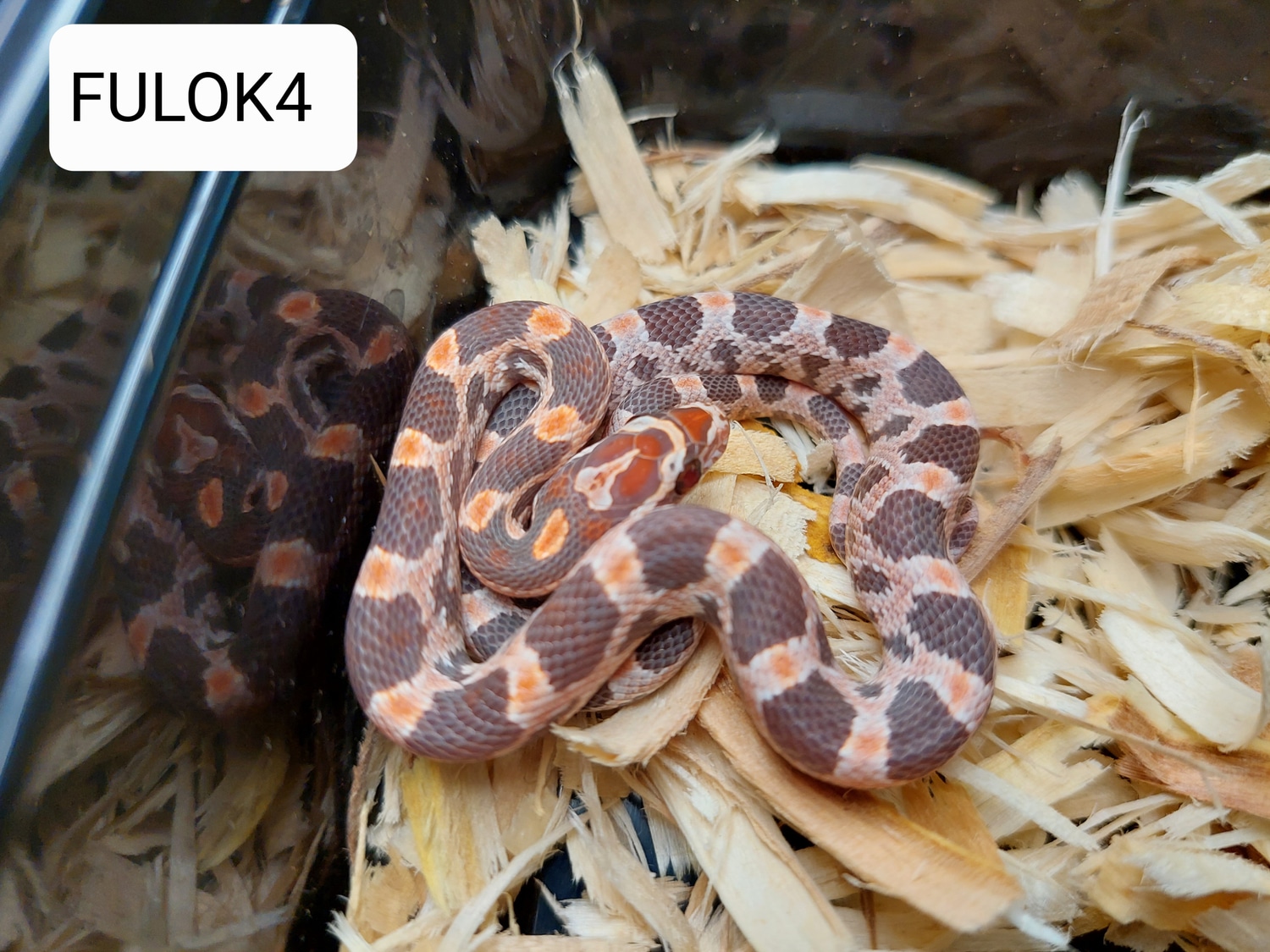 2022 Extreme Ultramel Okeetee Corn Snake by Ryno's Reptiles and Rodents ...