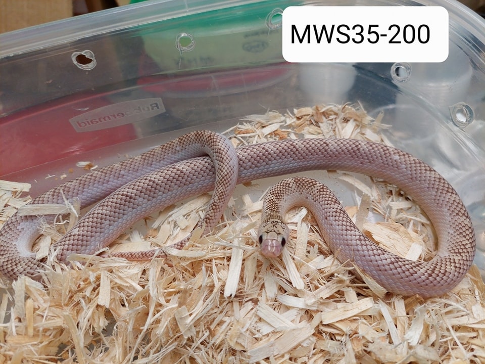 White Sided Florida Kingsnake by Ryno's Reptiles and Rodents - MorphMarket