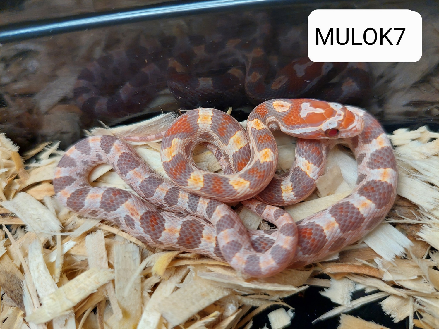 2022 Extreme Ultramel Okeetee Corn Snake by Ryno's Reptiles and Rodents ...
