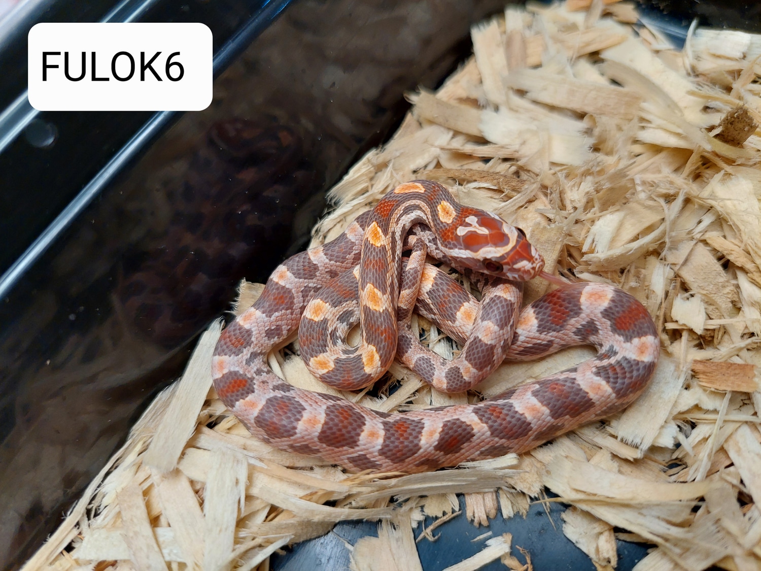 2022 Extreme Ultramel Okeetee Corn Snake by Ryno's Reptiles and Rodents ...