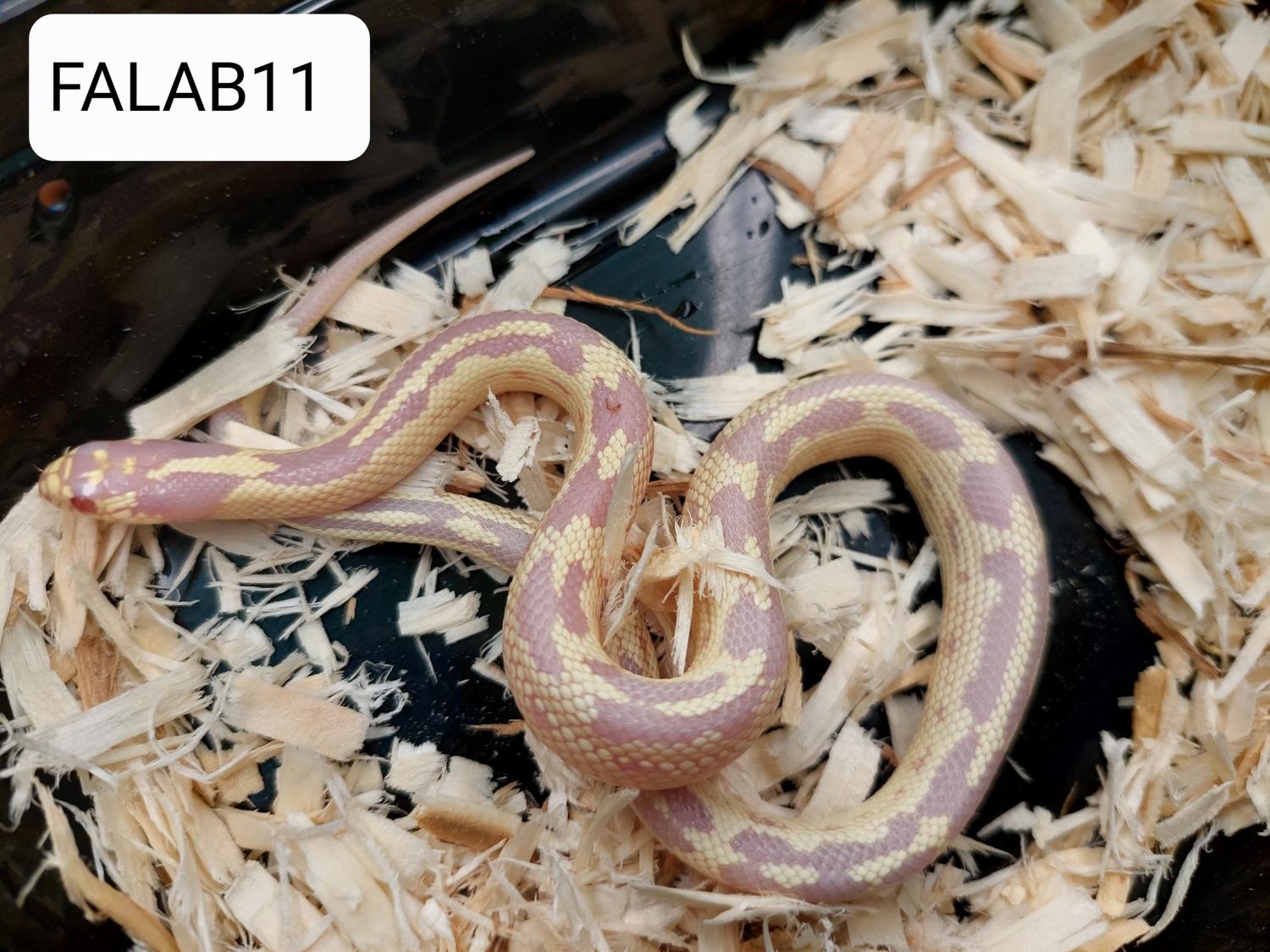 Albino Aberrant California Kingsnake by Ryno's Reptiles and Rodents ...