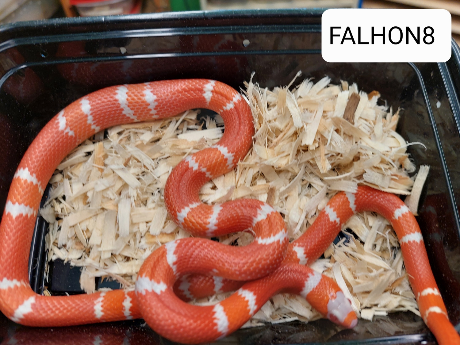 Albino Tangerine Honduran Milk Snake by Ryno's Reptiles and Rodents ...