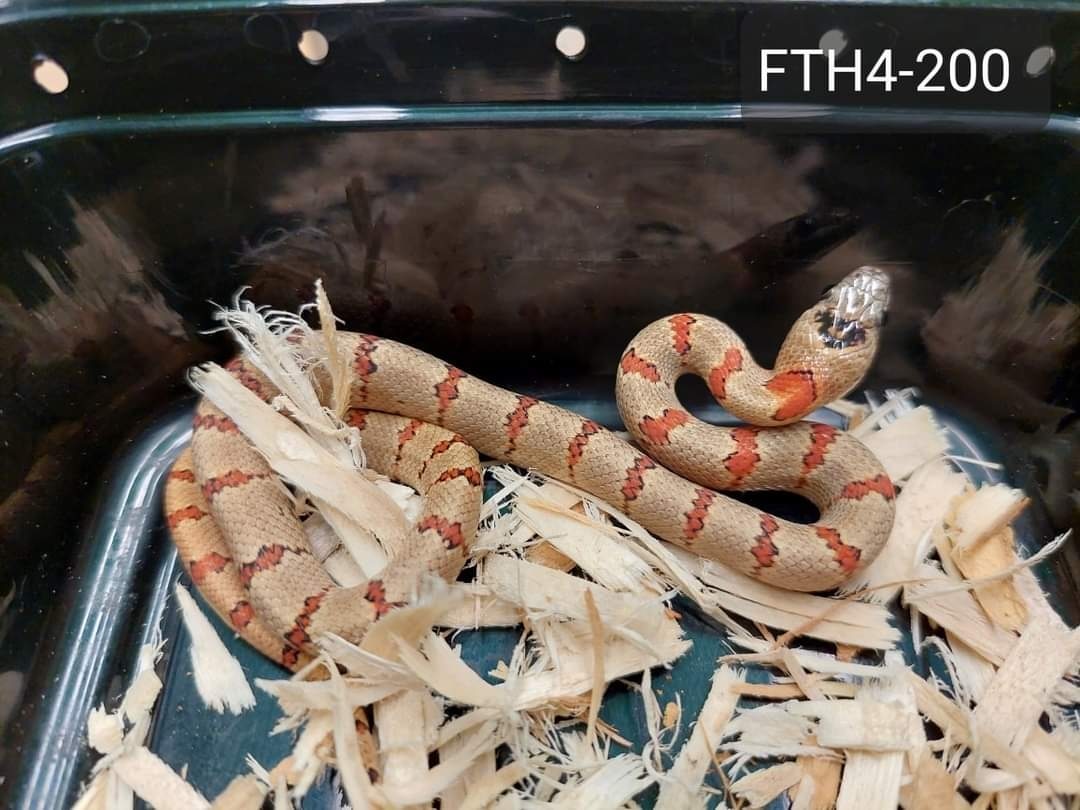 Thayeri Nuevo Leon Kingsnake by Ryno's Reptiles and Rodents - MorphMarket