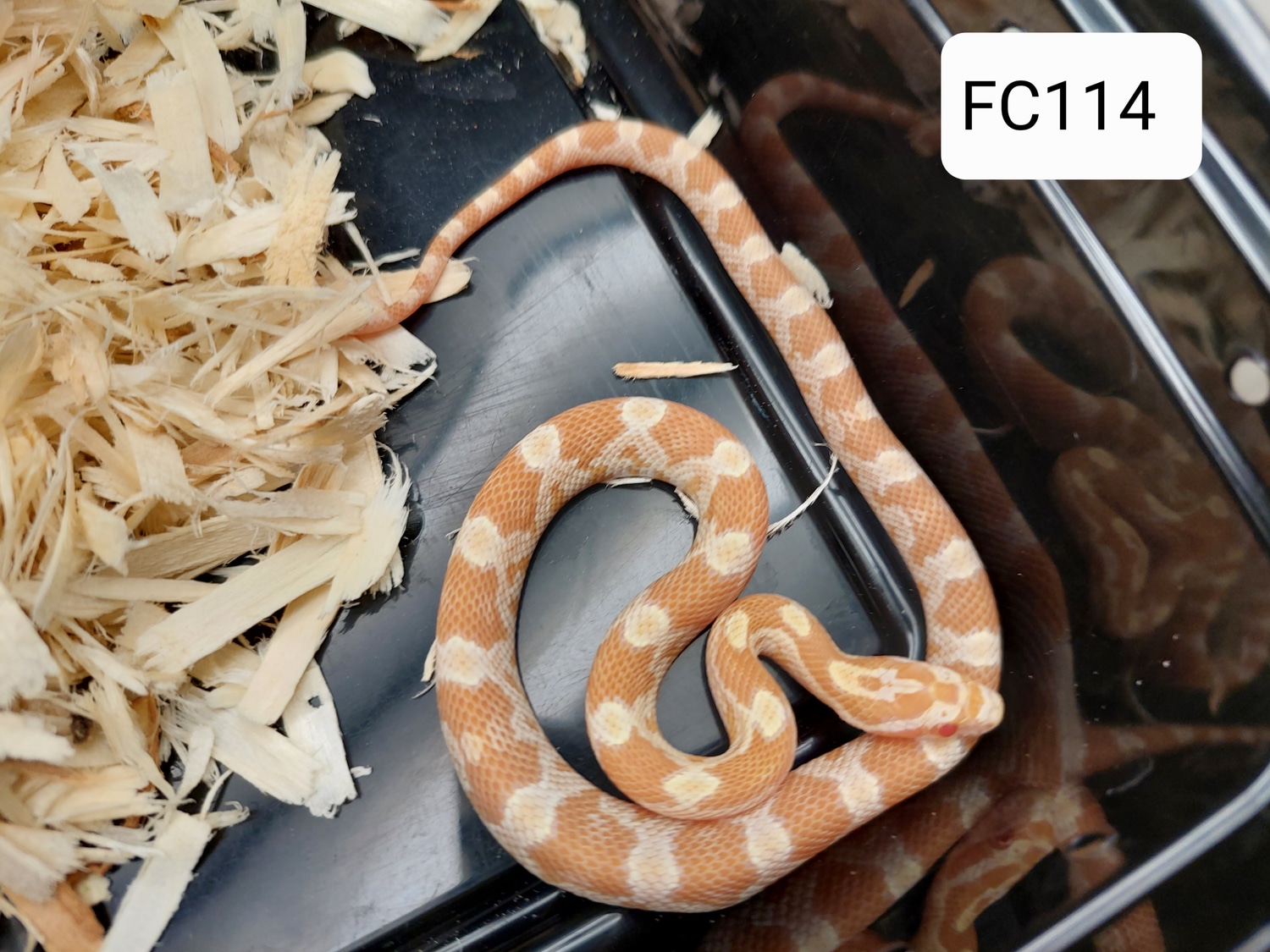 Butter Corn Snake by Ryno's Reptiles and Rodents - MorphMarket