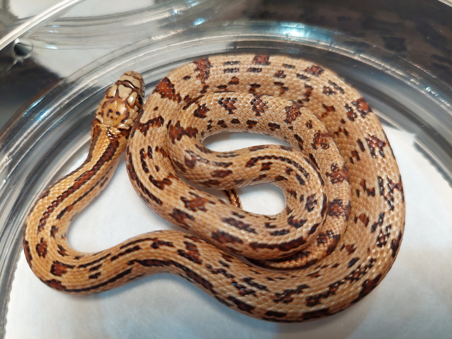 Aberrant Tharabrook Korn ( Hybrid) Corn Snake by Ryno's Reptiles and ...