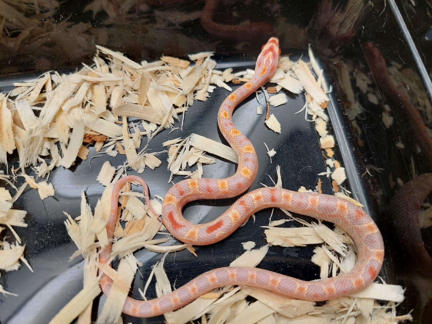 2022 Extreme Reverse Okeetee Corn Snake by Ryno's Reptiles and Rodents ...