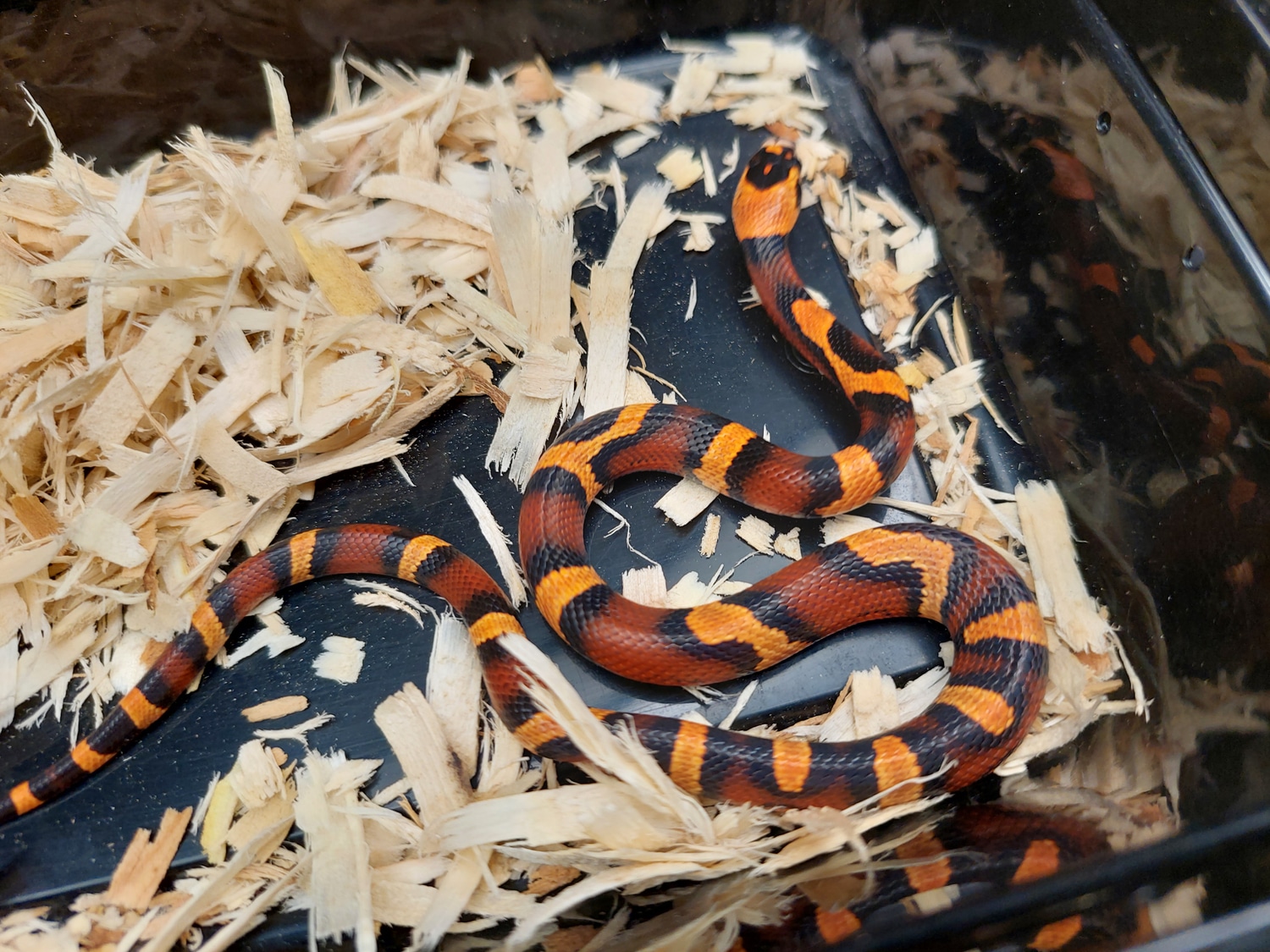 Aberrant Cornduran Corn Snake by Ryno's Reptiles and Rodents - MorphMarket