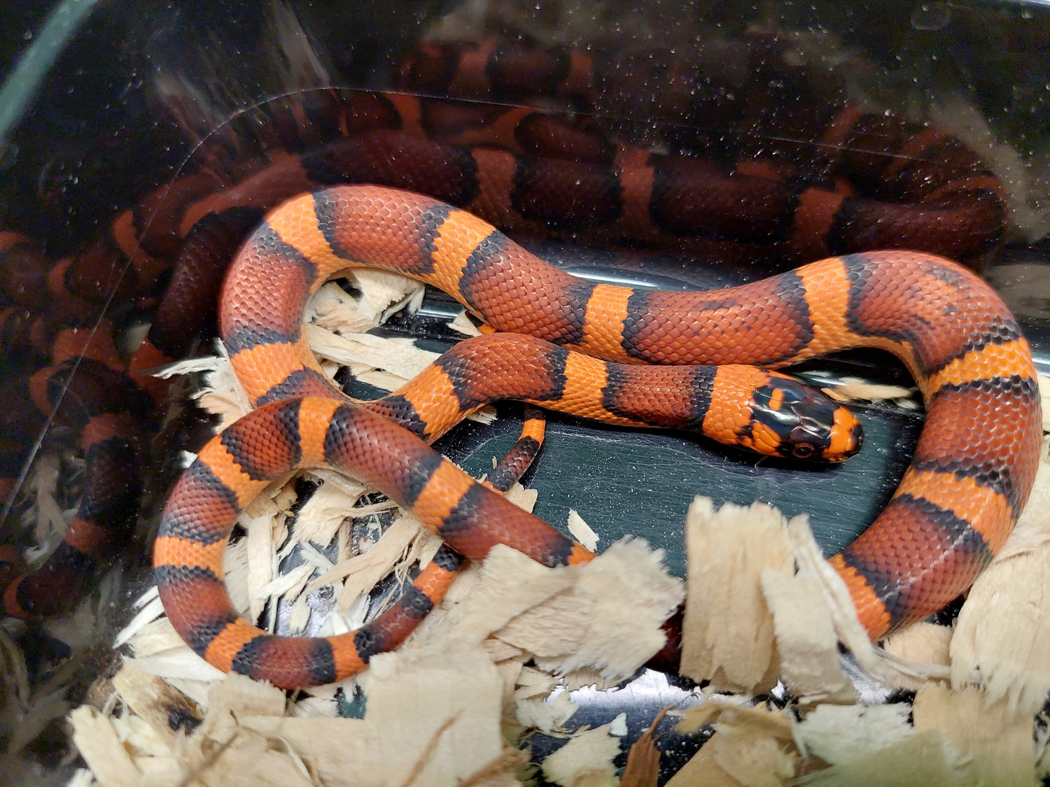 Tangerine Cornduran Corn Snake by Ryno's Reptiles and Rodents - MorphMarket