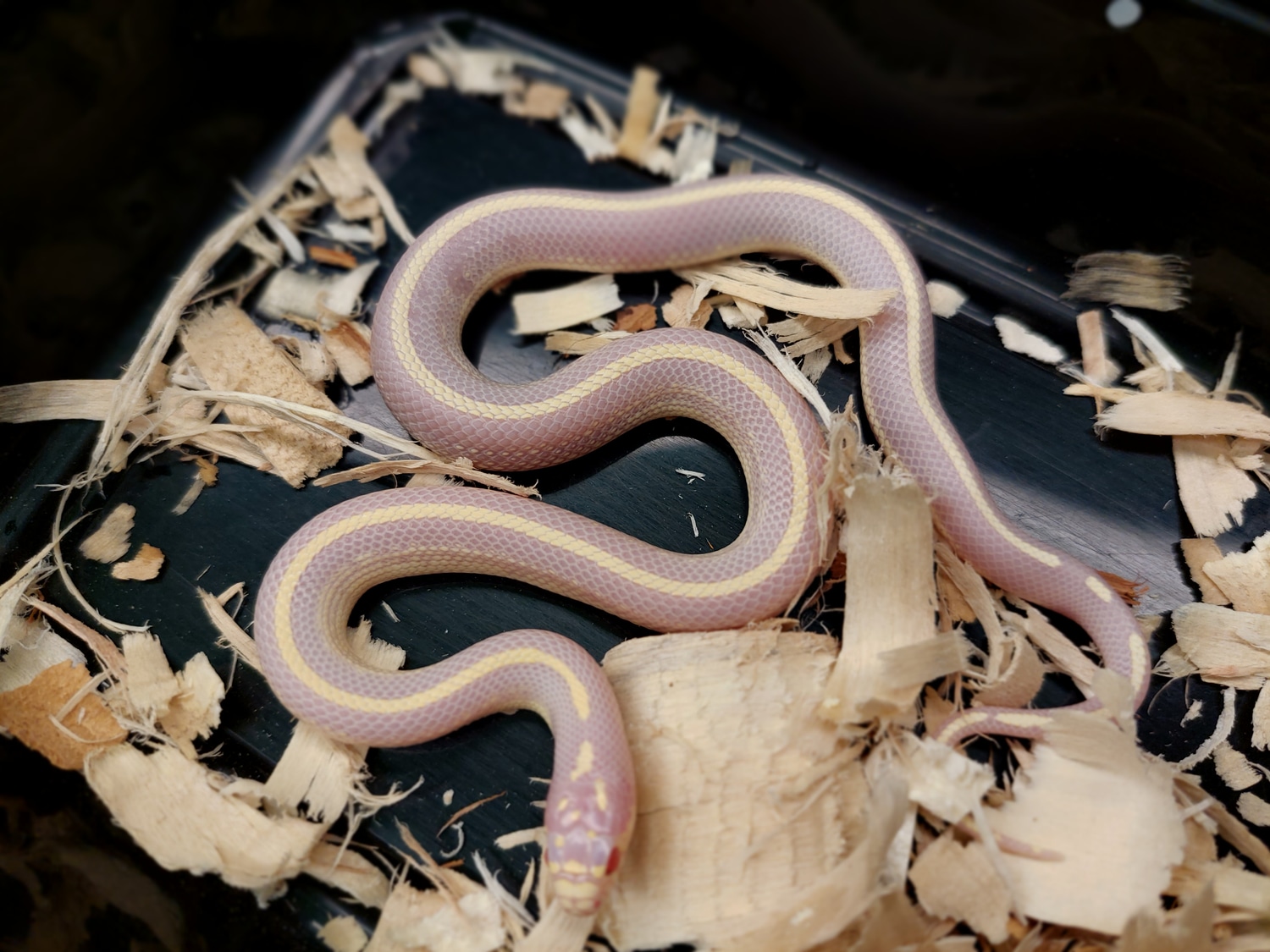 Albino Stripe California Kingsnake by Ryno's Reptiles and Rodents ...