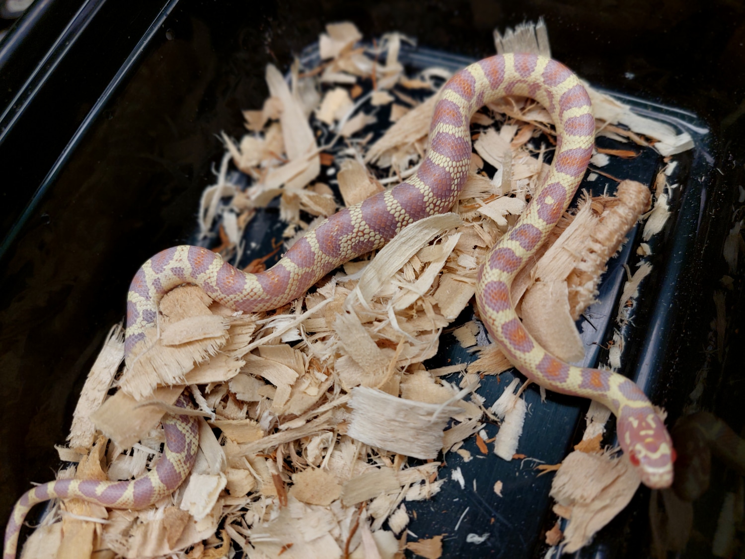 Amel Jungle Corn Snake by Ryno's Reptiles and Rodents - MorphMarket