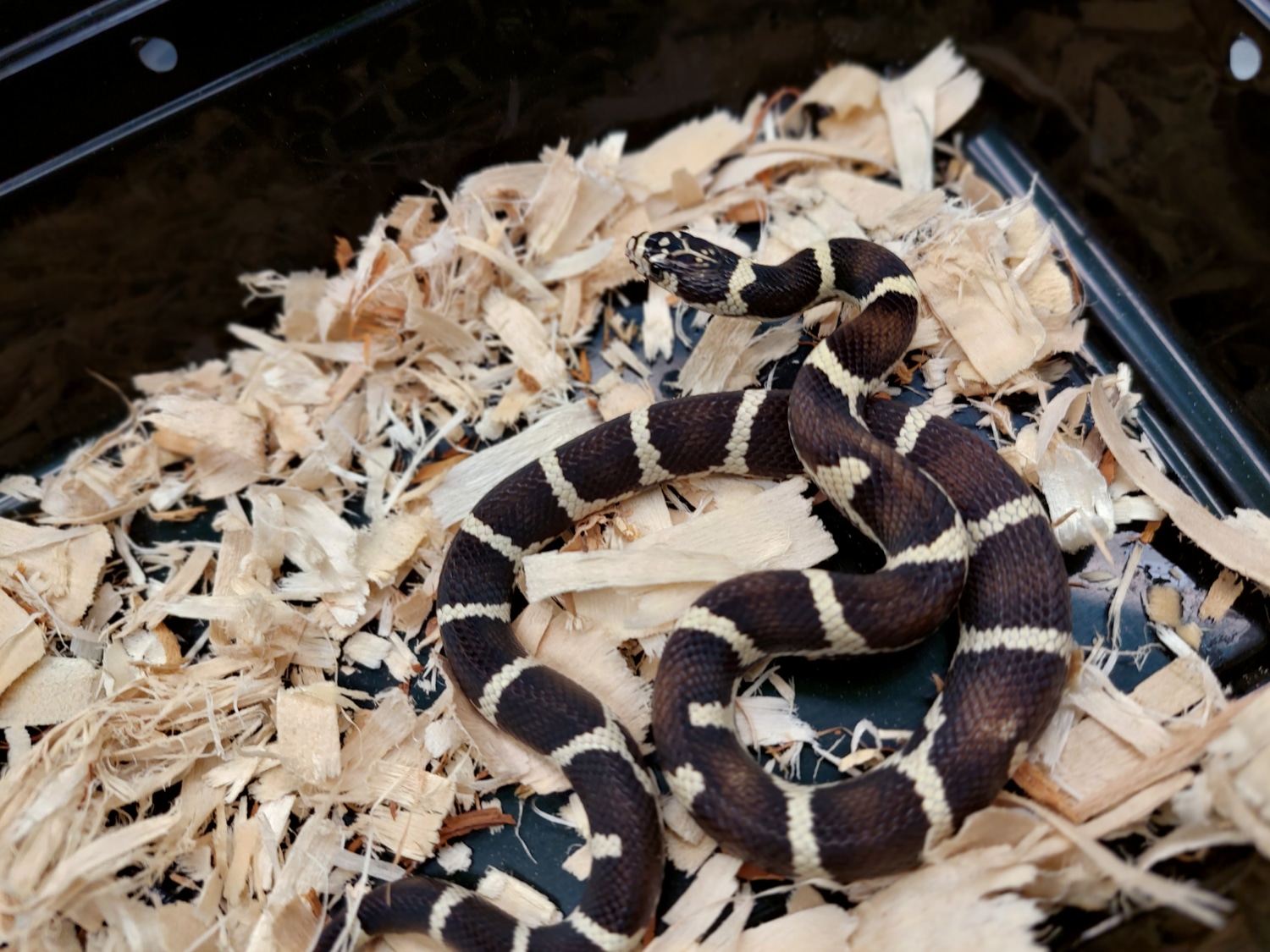 Jungle Corn Snake by Ryno's Reptiles and Rodents - MorphMarket