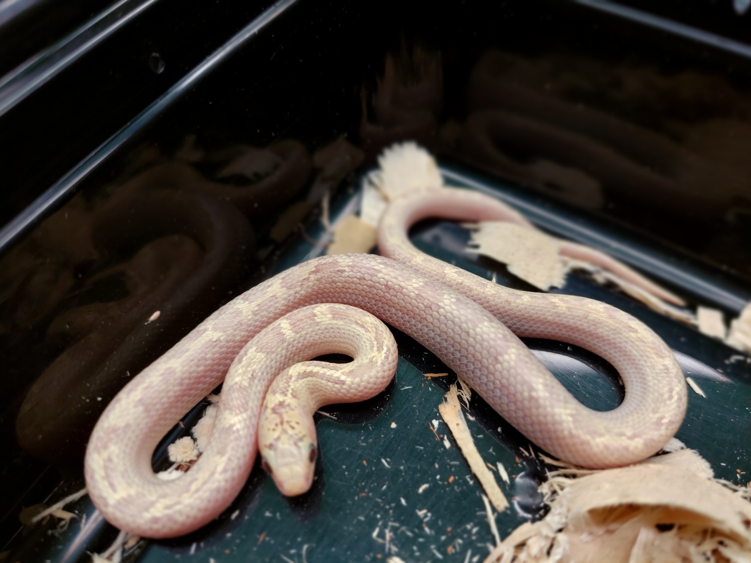 White Sided Hypo Mosaic Het Lavender Florida Kingsnake by Ryno's ...