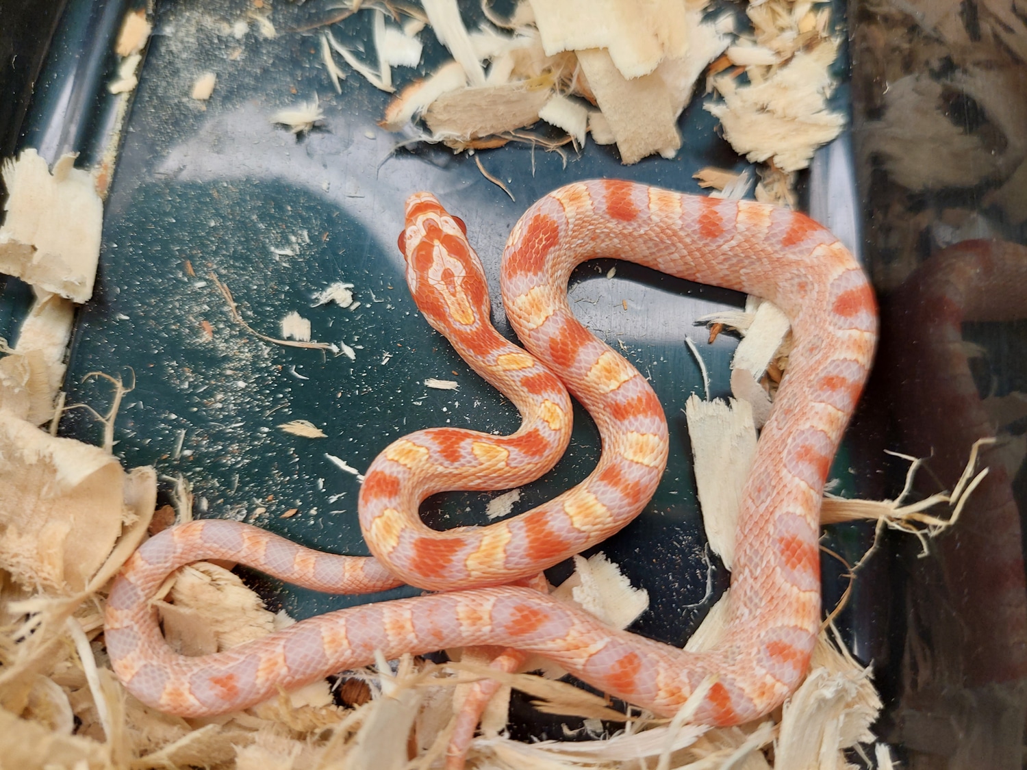 Extreme Reverse Okeetee Corn Snake by Ryno's Reptiles and Rodents ...