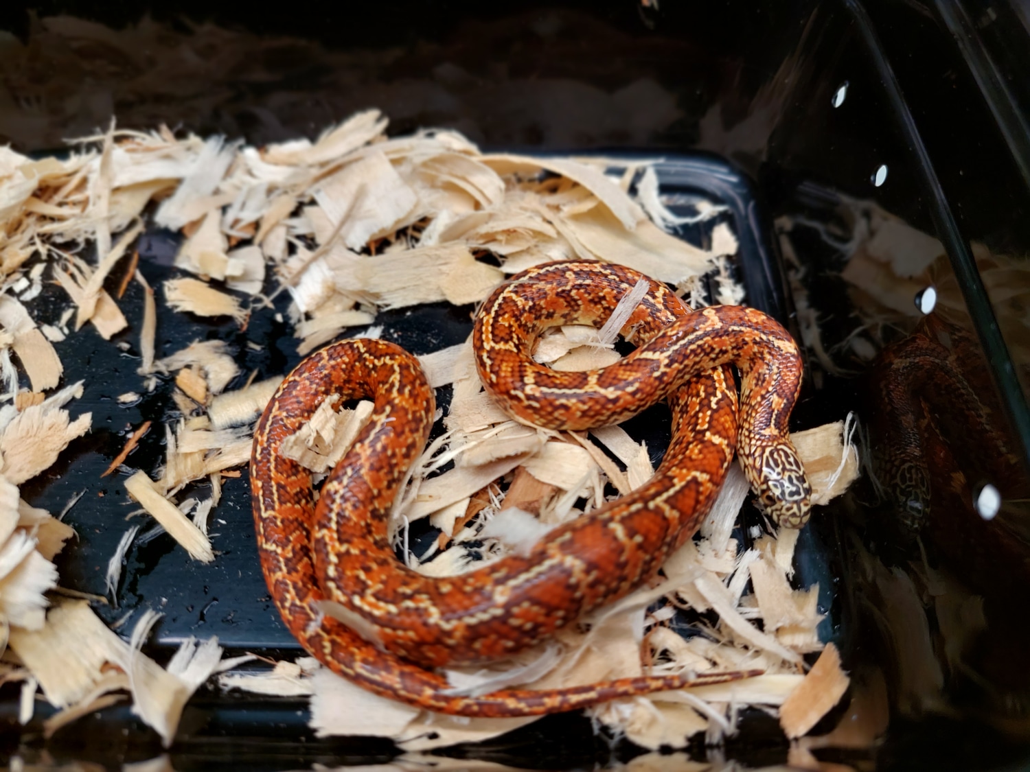 Flame Hypo Florida Kingsnake by Ryno's Reptiles and Rodents - MorphMarket