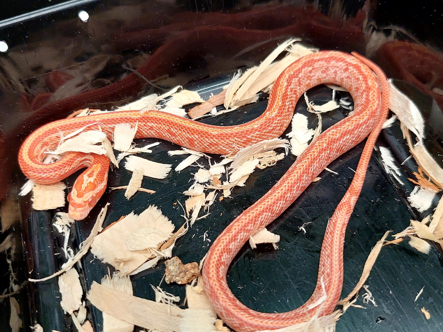 Amel Tessera Corn Snake by Ryno's Reptiles and Rodents - MorphMarket
