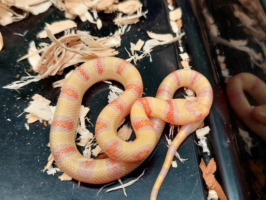Amel Franken Clown Korn Corn Snake by Ryno's Reptiles and Rodents
