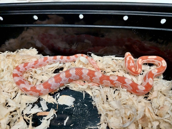 Candy Cane Corn Snake by Ryno's Reptiles and Rodents