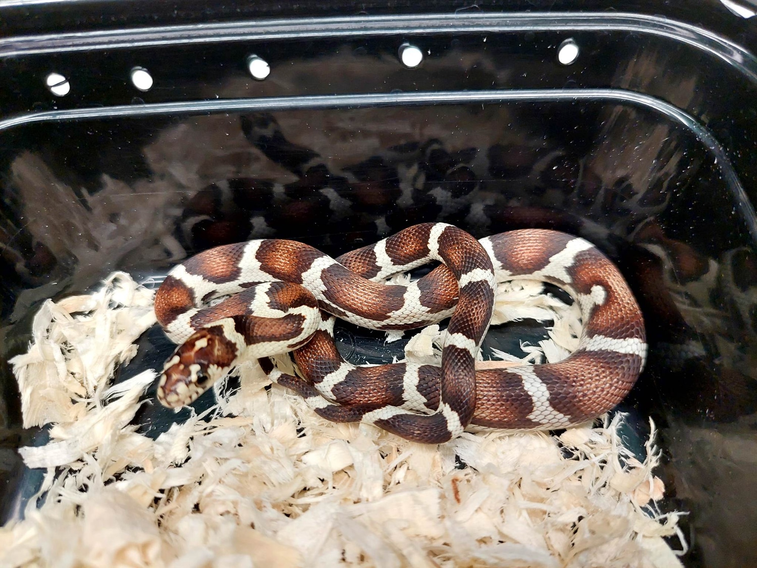 Motley Jungle Corn Snake by Ryno's Reptiles and Rodents - MorphMarket