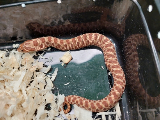 "Red" Female Western Hognose by Ryno's Reptiles and Rodents