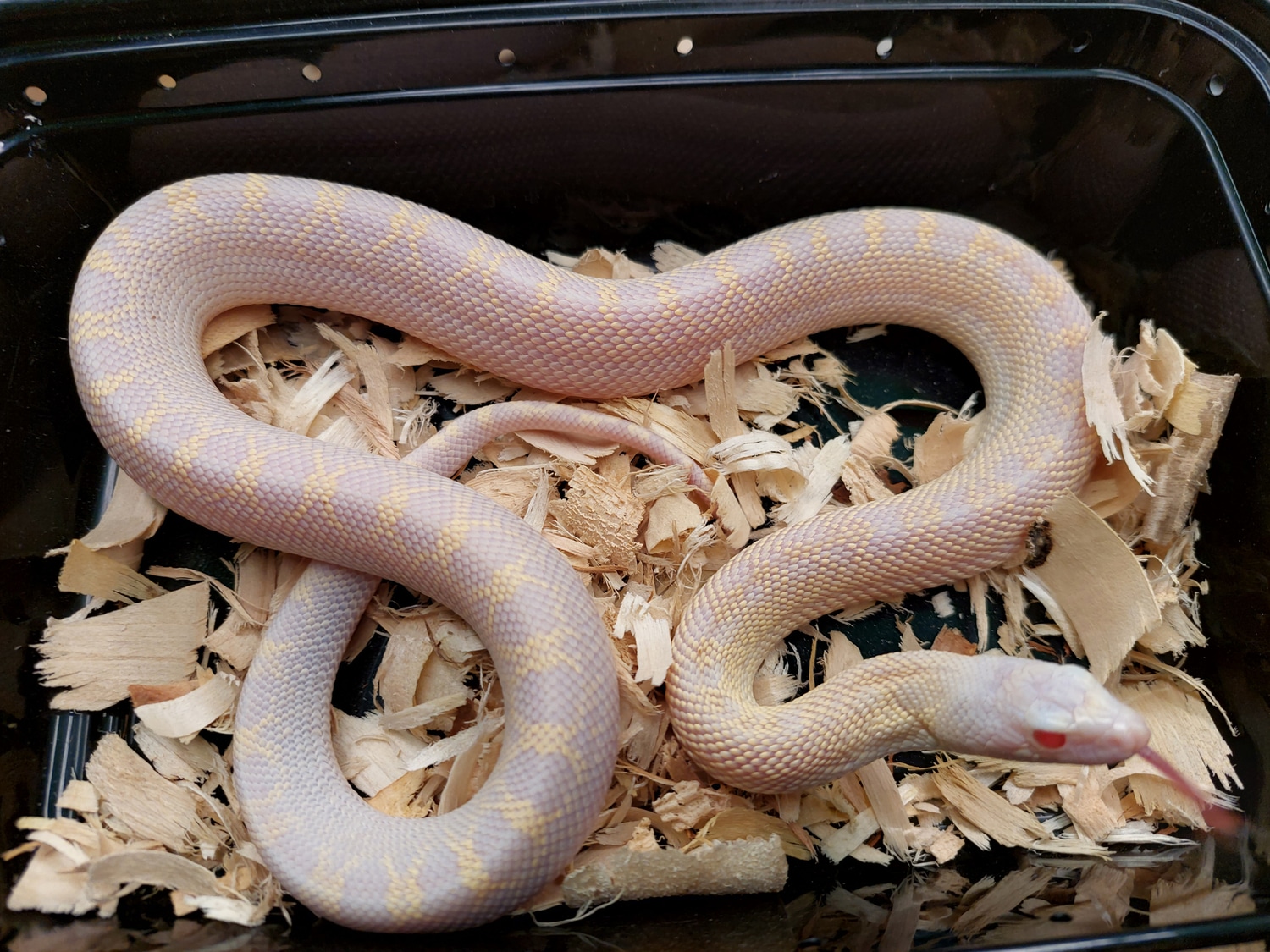 White Sided Snow Bullsnake by Ryno's Reptiles and Rodents - MorphMarket